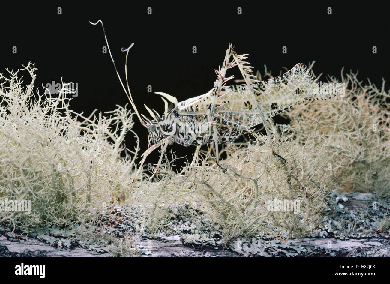 Lichen Katydid (Markia hystrix) disguised on Beard Lichen (Usnea sp) on ...