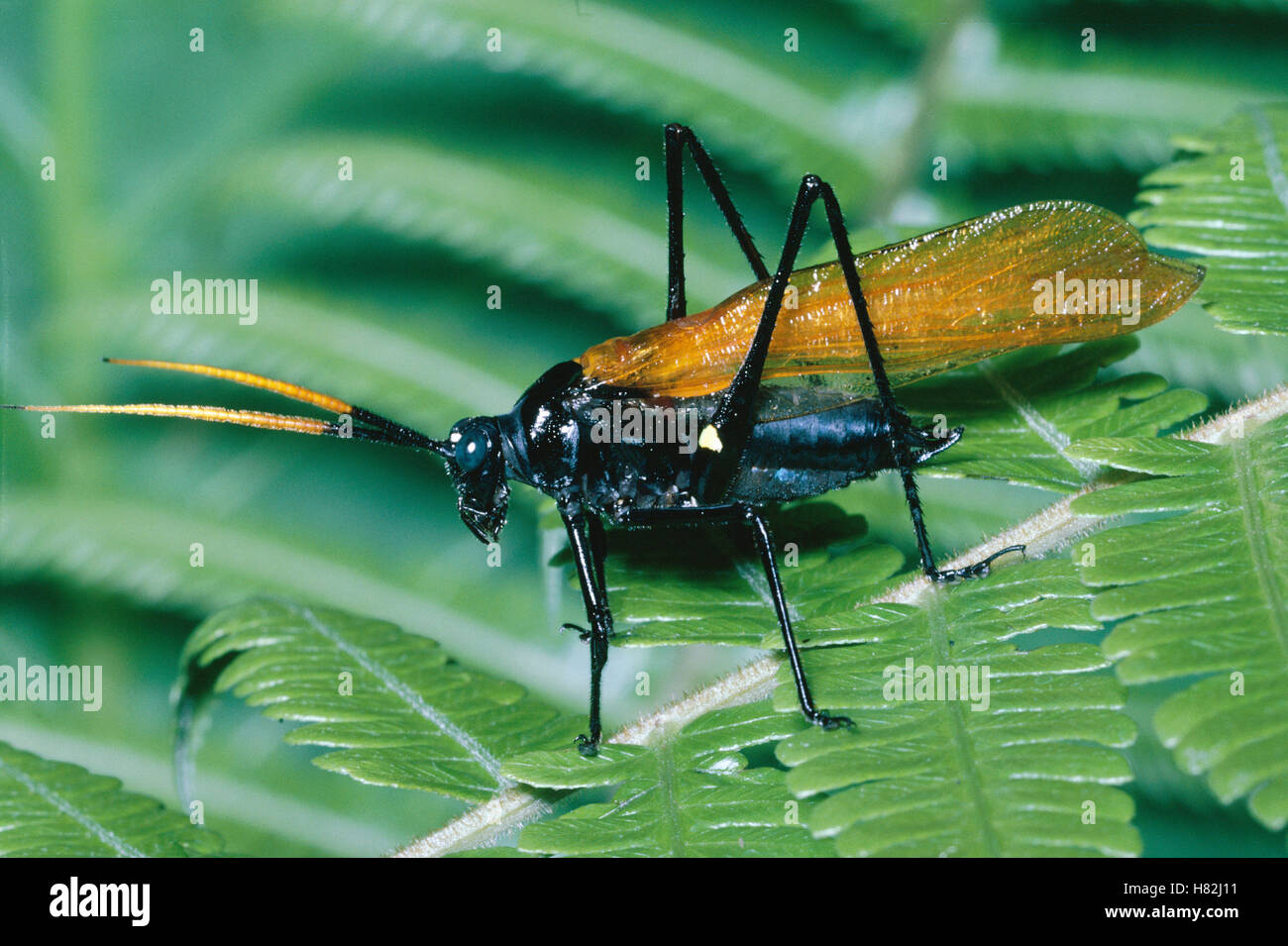 Katydid (Aganacris insectivora) mimic of Pompilid wasp, rainforest ...