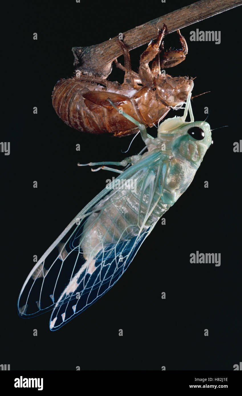 Cicada (Cicadidae) adult emerging from final instar, rainforest, Costa ...