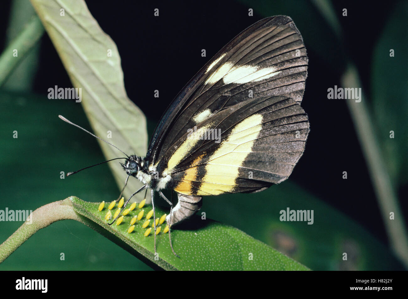 Pierid Butterfly (Perrhybris pyrrha) laying eggs, rainforest Costa Rica ...