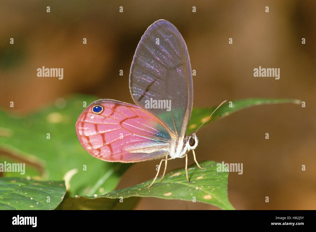 Nymphalid Butterfly (Cithaerias sp) on leaf, Amazon rainforest, Peru ...
