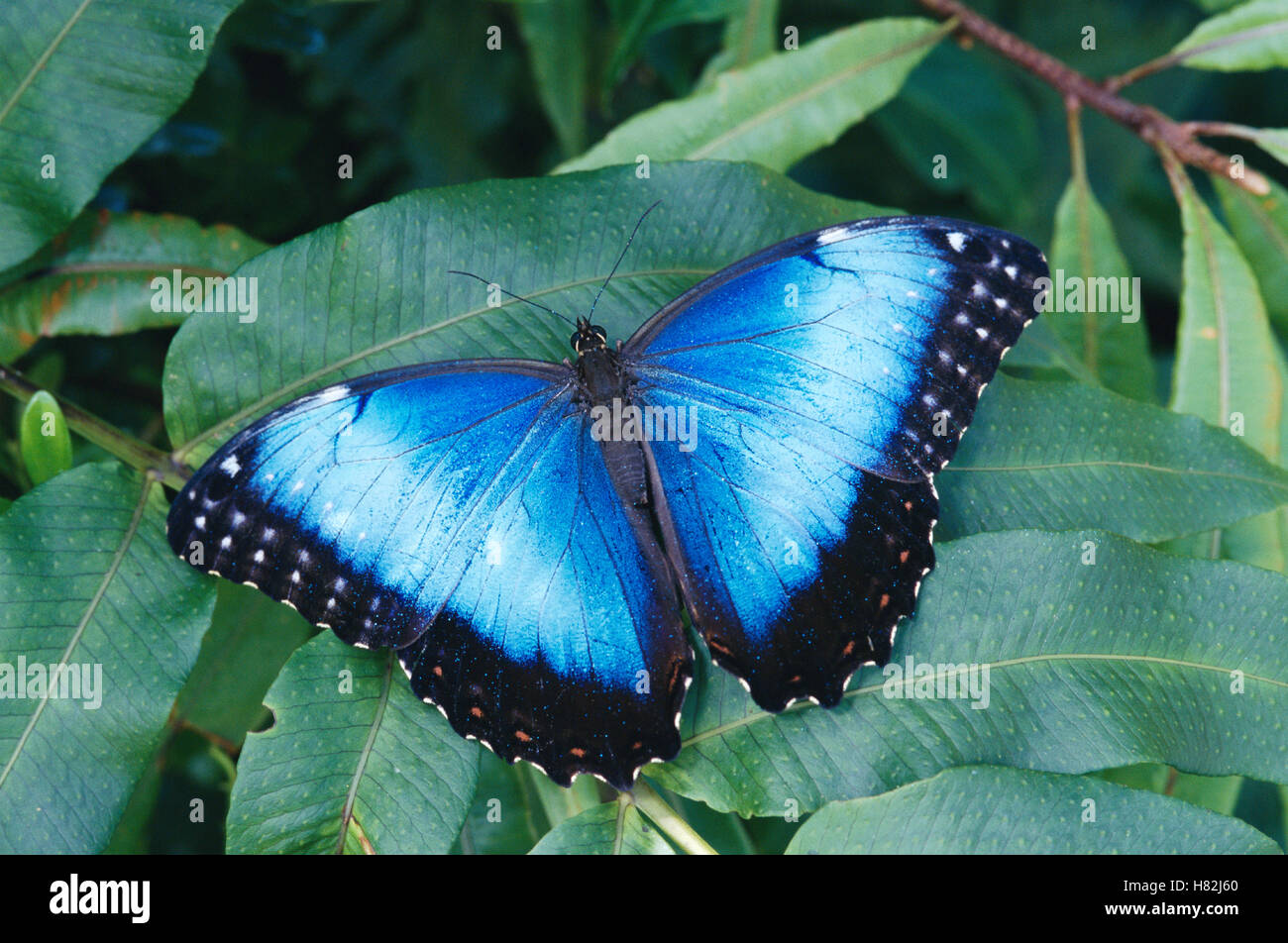 Blue Morpho (Morpho peleides) butterfly in cloud forest, Costa Rica ...