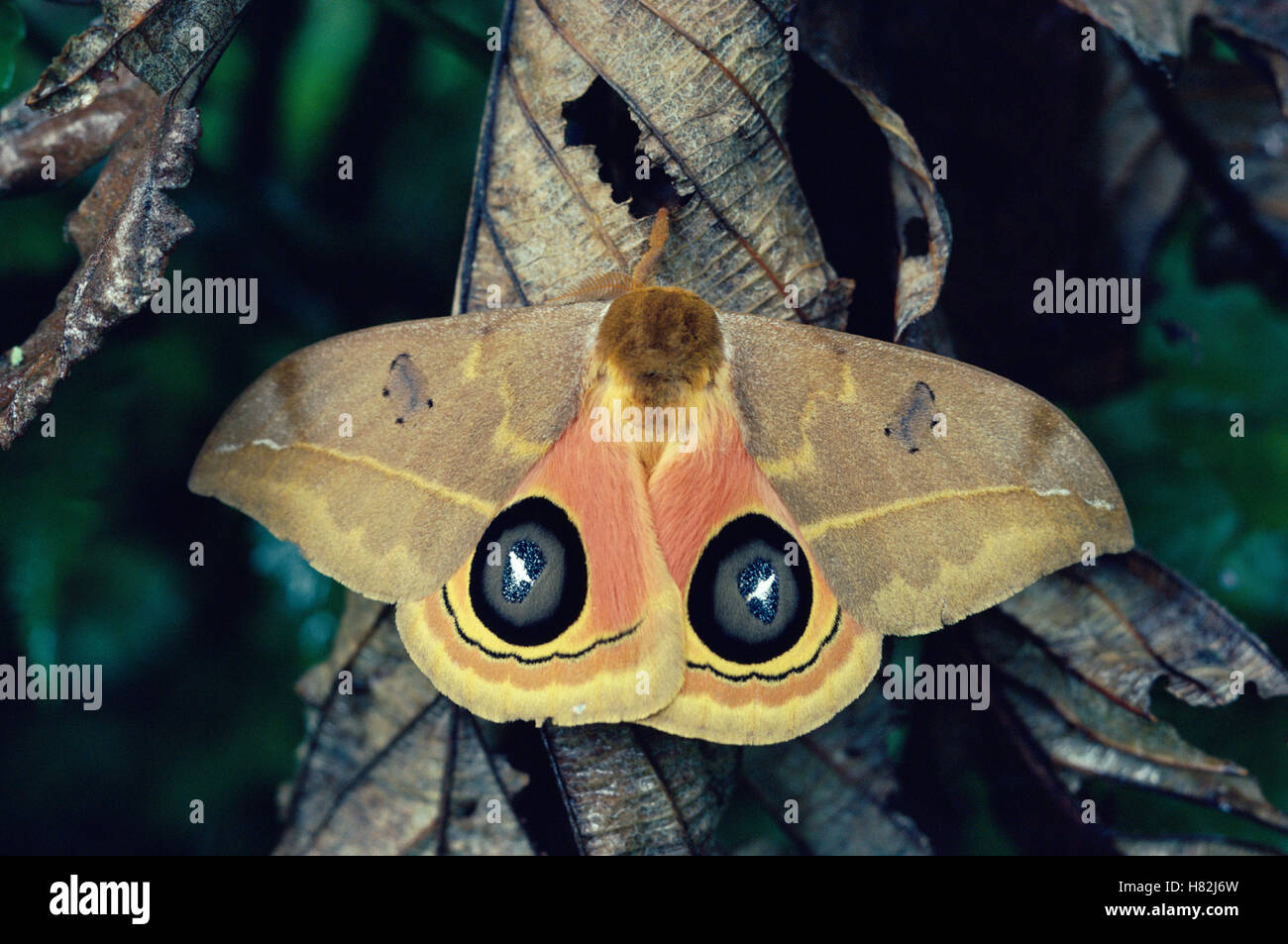 Eyed Silkmoth (Automeris rubrescens) startled display, cloud forest ...