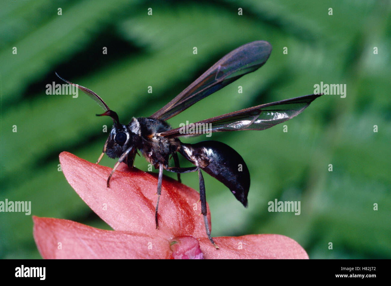 Ctenuchid moth, warning colors, Mullerian mimic of Sphecid wasp, Costa ...