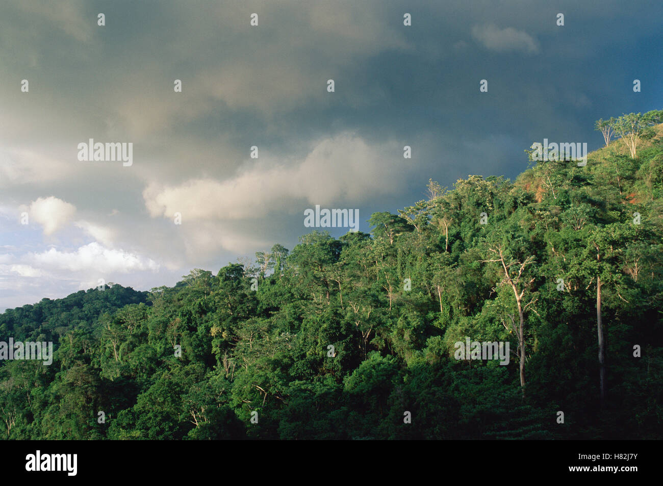 Rainforest canopy in the Carara National Park, Costa Rica Stock Photo ...
