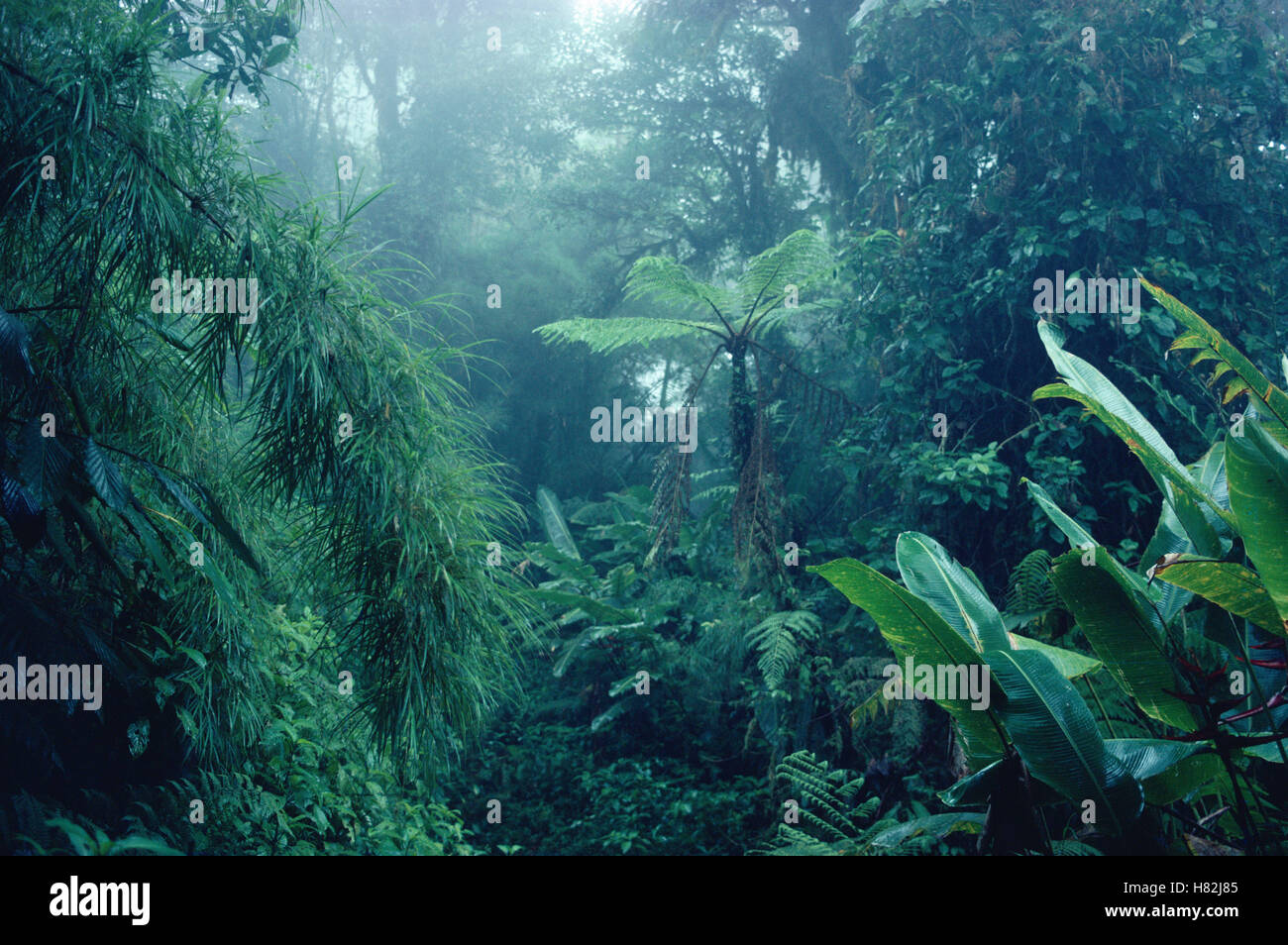 Cloud forest interior with bamboo and tree ferns, Monteverde Cloud ...