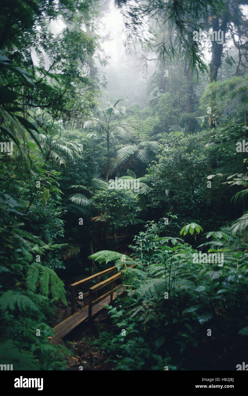 Nuboso Trail bridge, Monteverde Cloud Forest Reserve, Costa Rica Stock ...