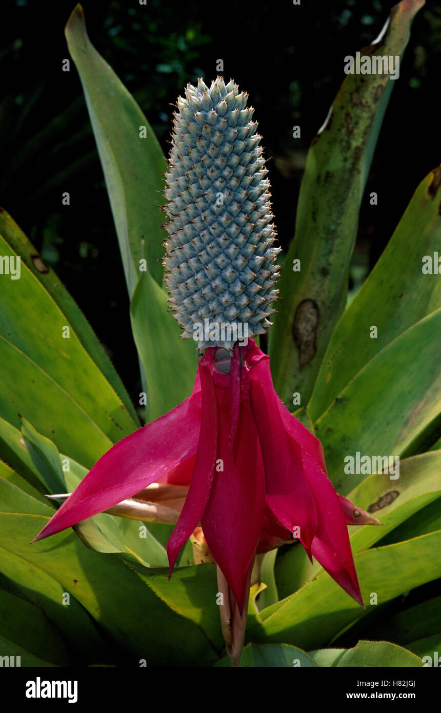 Queen Aechmea Bromeliad (Aechmea mariae-reginae) flower, La Selva ...