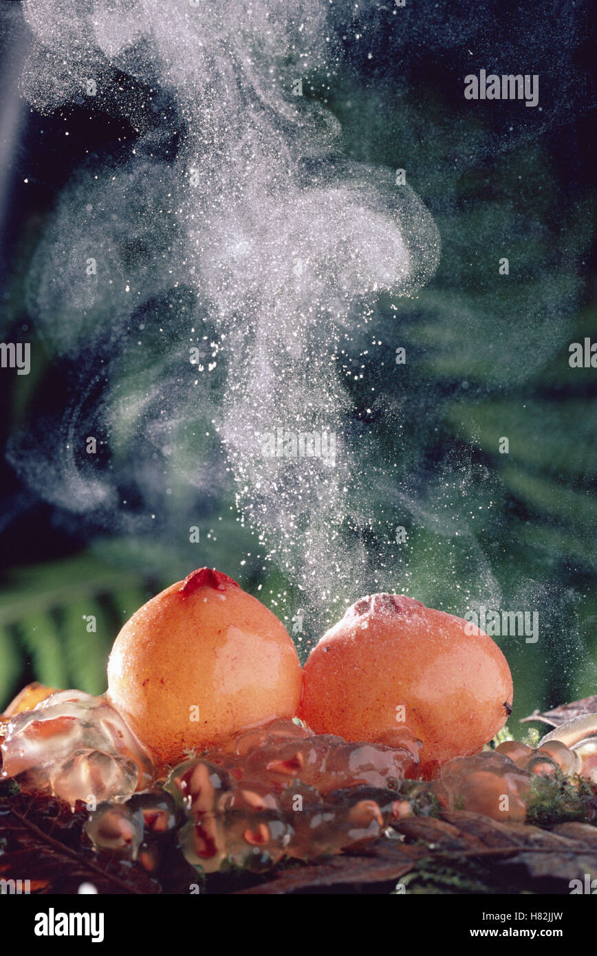 Stalked Puffball-in-aspic (Calostoma cinnabarina) pair sending a cloud ...