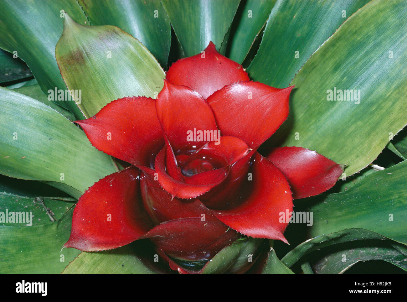 Tank Bromeliad, rainforest, Costa Rica Stock Photo - Alamy