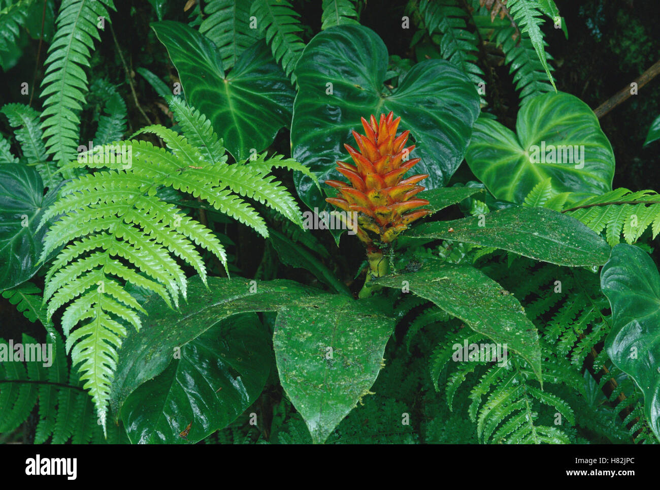 Spiral Flag (Costus sp) ginger in cloud forest understory, Costa Rica ...