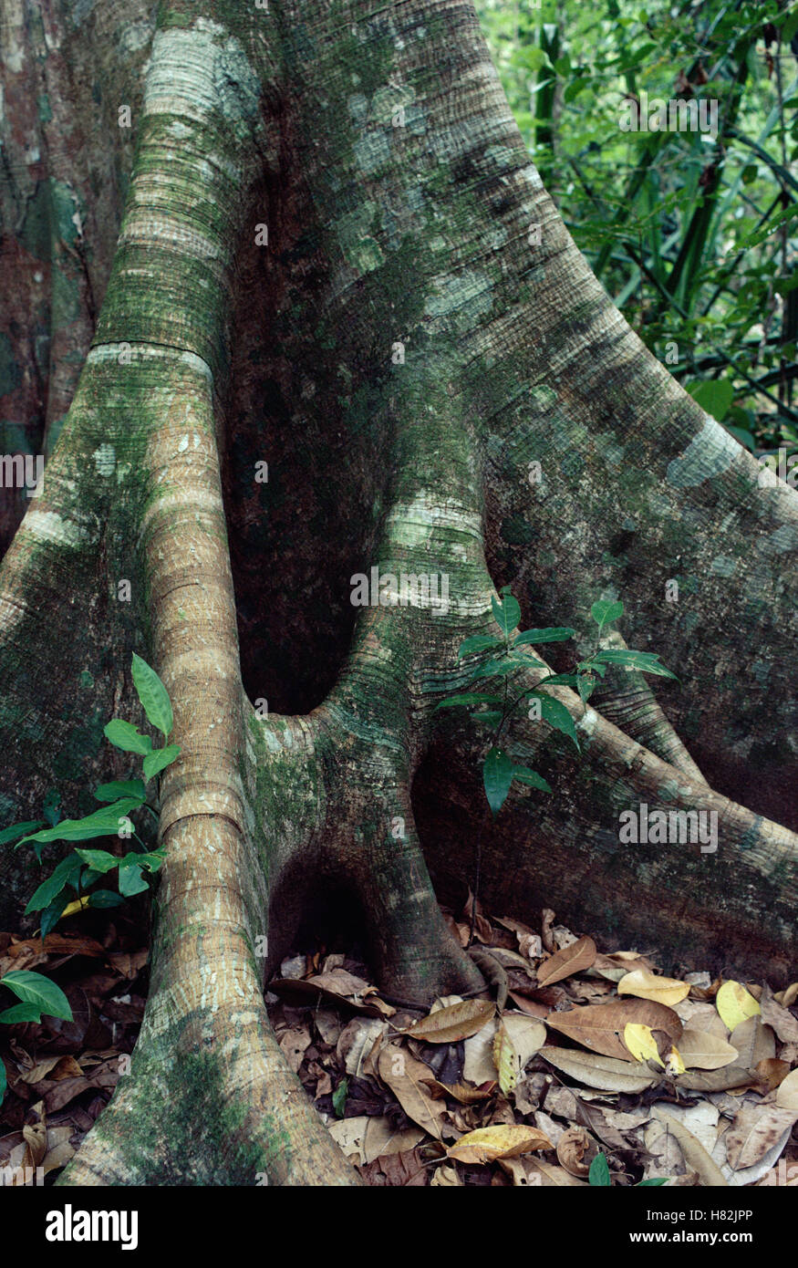 Buttress roots, rainforest, Corcovado National Park, Costa Rica Stock ...