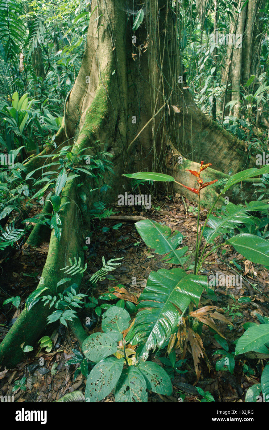 Heliconia (Heliconia irrasa) and buttress roots in rainforest, Costa ...
