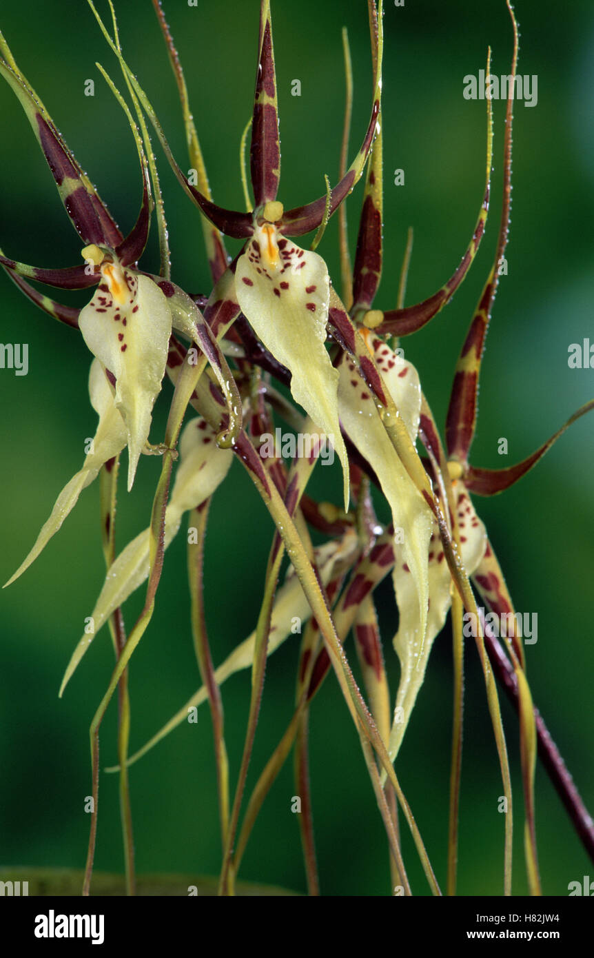 Epiphytic Spider Orchid (Brasia arcuigera) close-up, Costa Rica Stock Photo - Alamy
