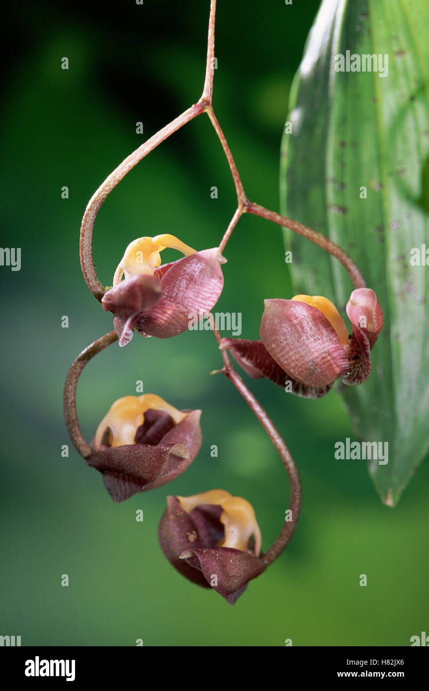 Orchid (Gongora amparoana) flowers, Penas Blanca, Monteverde Cloud ...