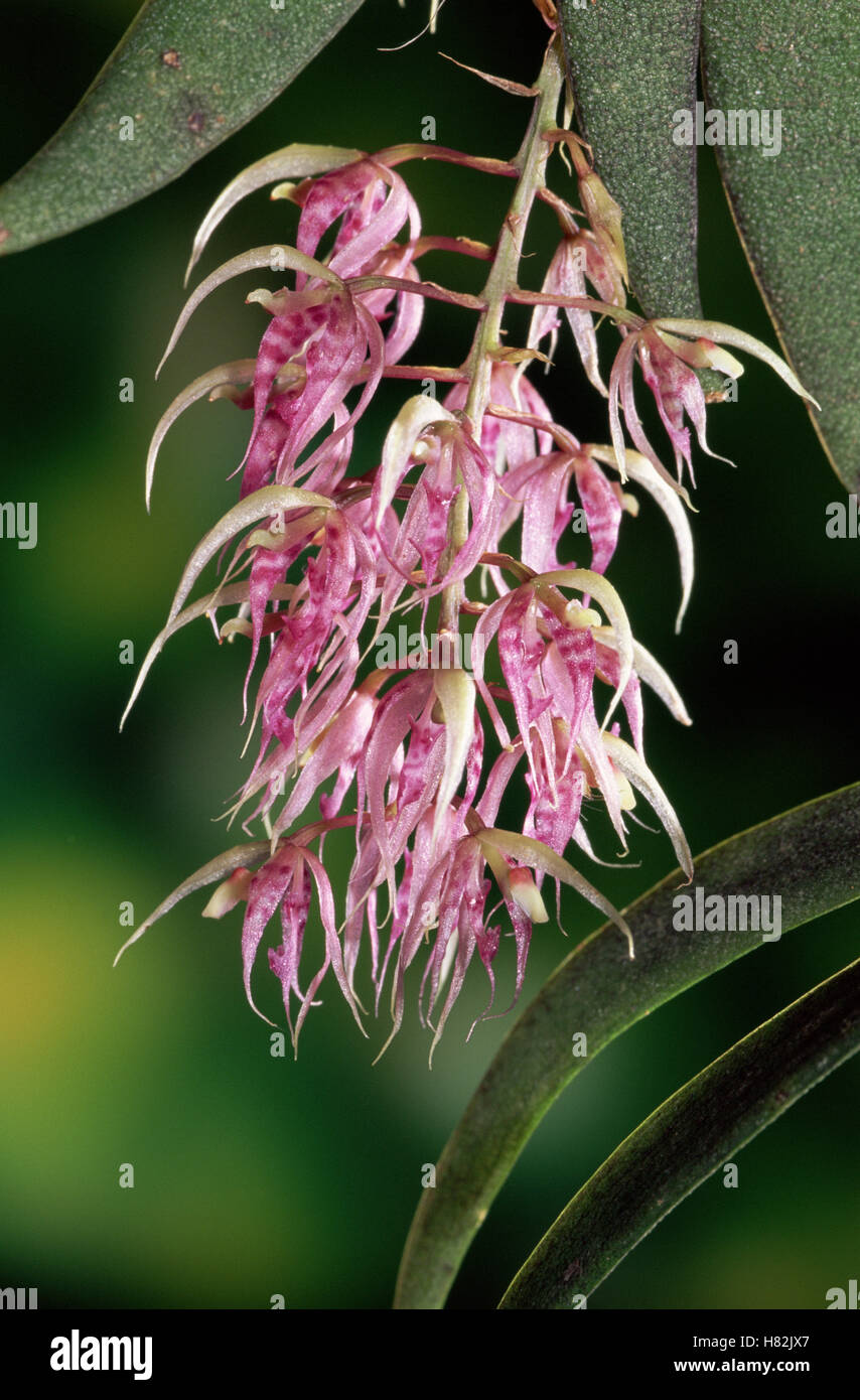 Orchid (Macroclinium ramonense), epiphytic species, Costa Rica Stock ...