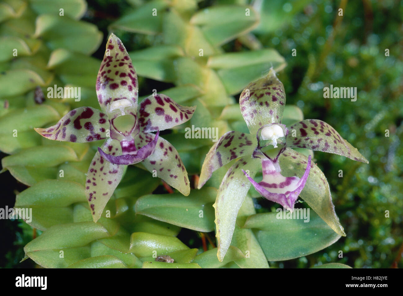 Mountain Leafystem Orchid (Dichaea muricata), Monteverde Cloud Forest ...