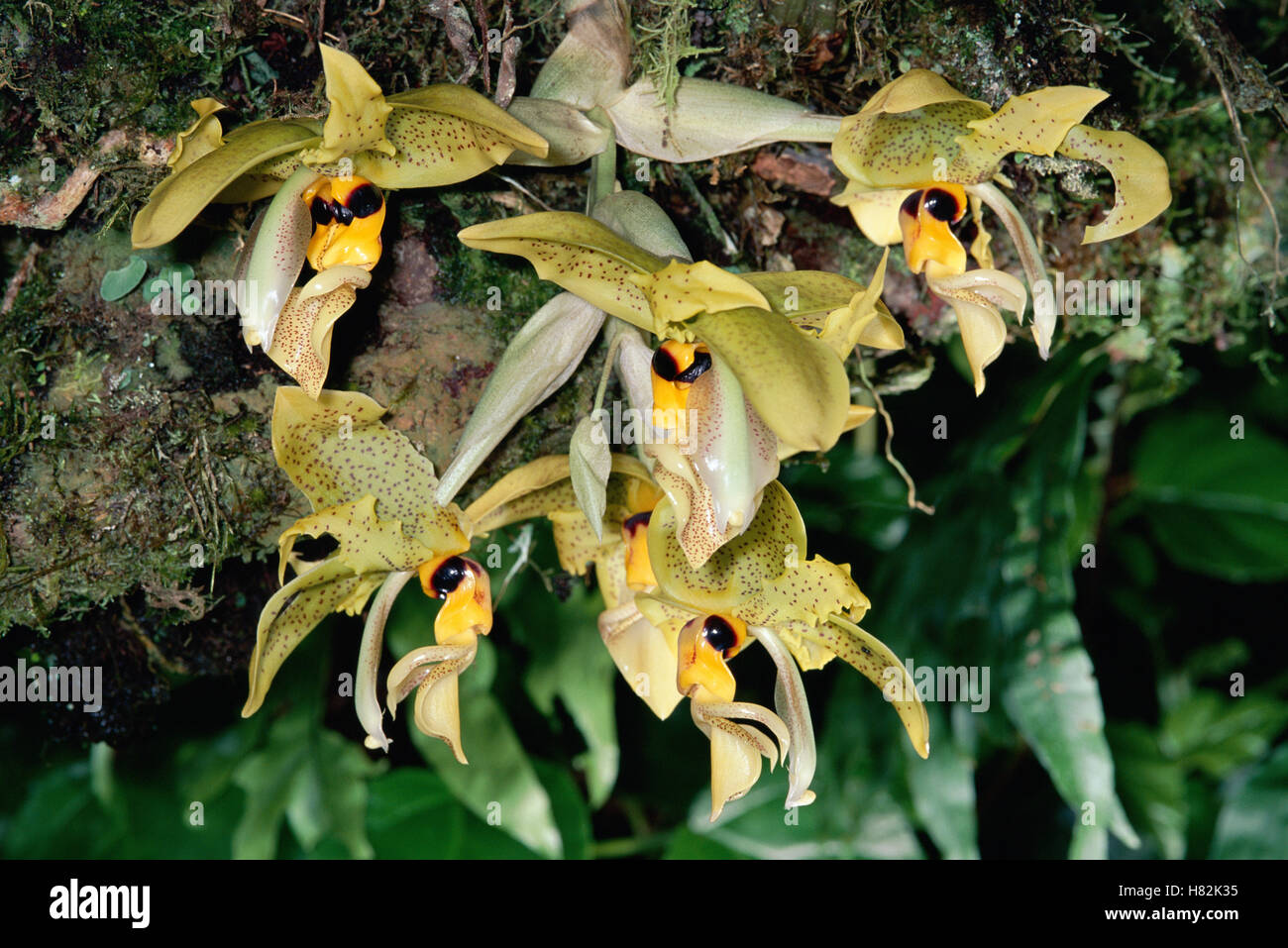 Orchid (Stanhopea wardii) rainforest, Costa Rica Stock Photo - Alamy
