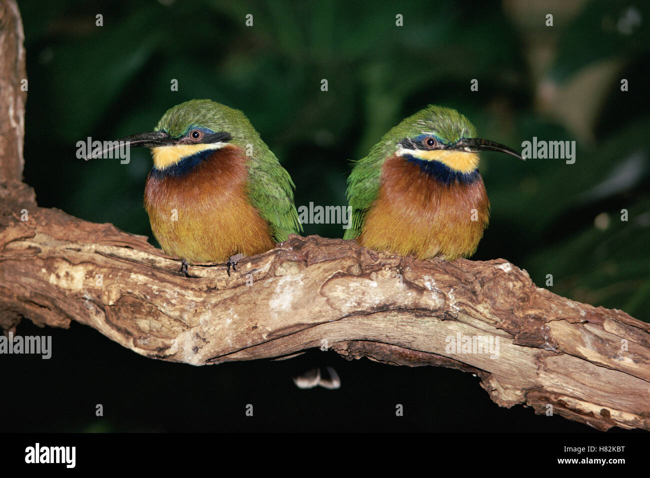 Cinnamon-chested Bee-eater (Merops oreobates) pair, perching, cloud ...
