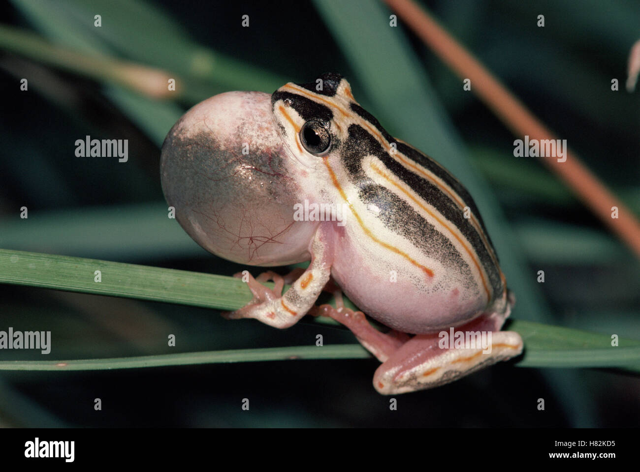 Painted Reed Frog (Hyperolius marmoratus) male calling from seasonal ...