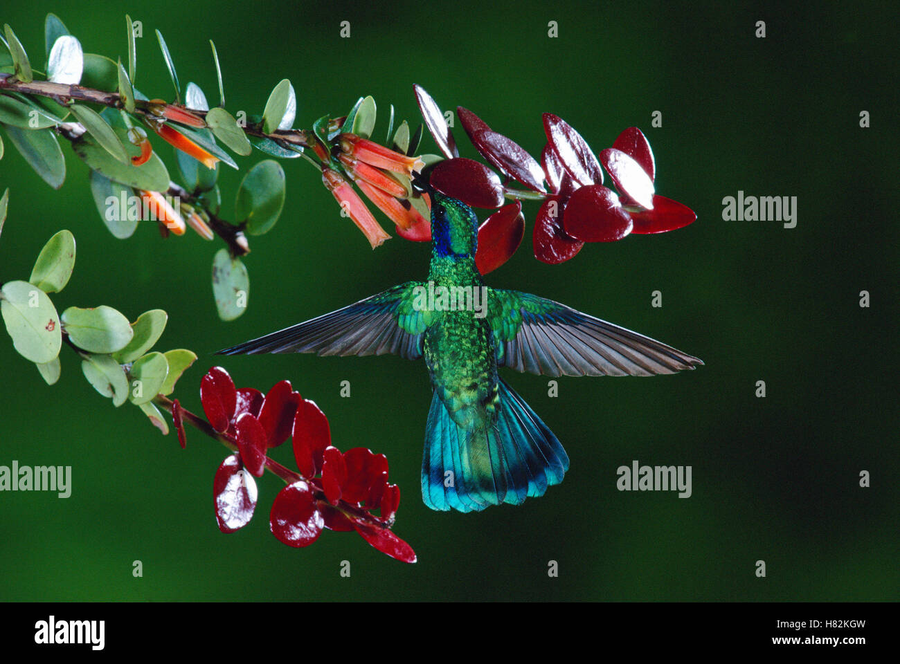 Green Violet-ear (Colibri thalassinus) hummingbird feeding at and ...