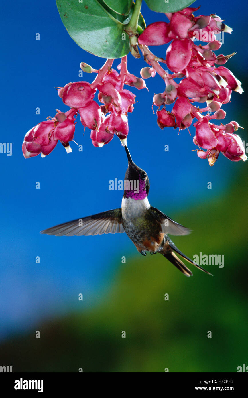 Magenta-throated Woodstar (Calliphlox bryantae) hummingbird male ...
