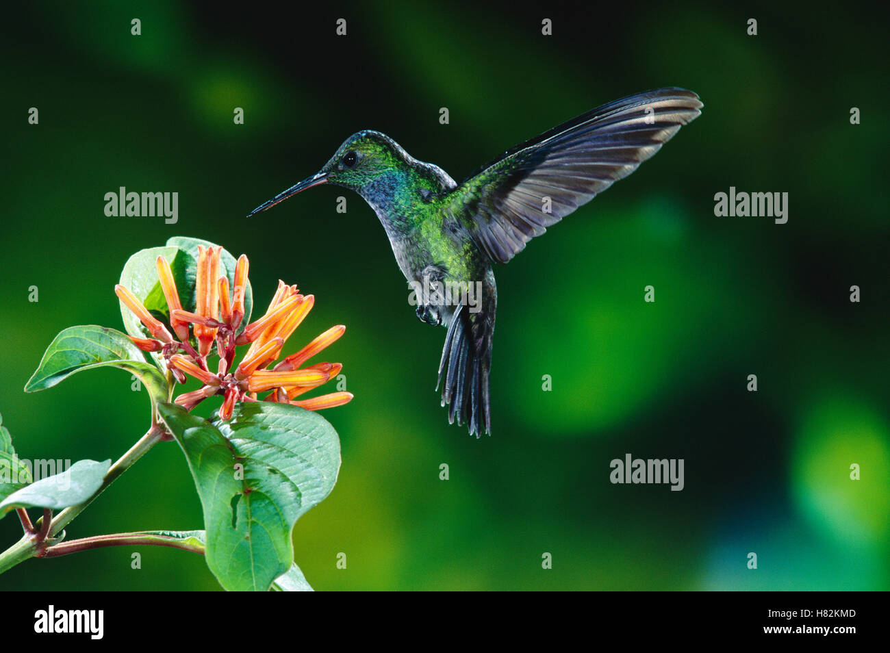 Blue-chested Hummingbird (Amazilia amabilis) male at flowers (Hamelia ...