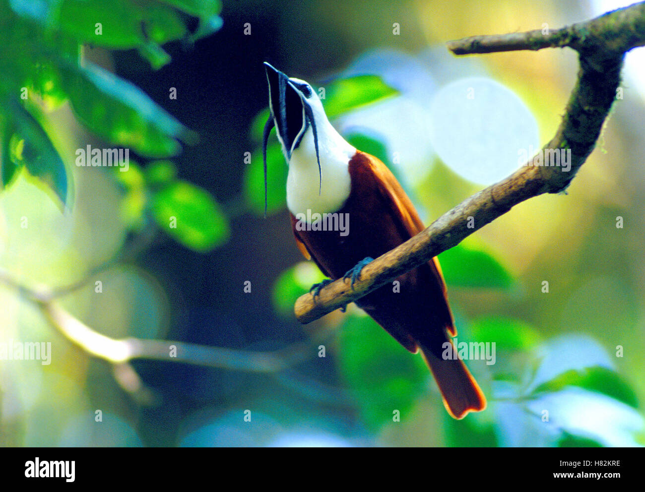 Tree-wattled Bellbird (Procnias tricarunculata) male calling and ...