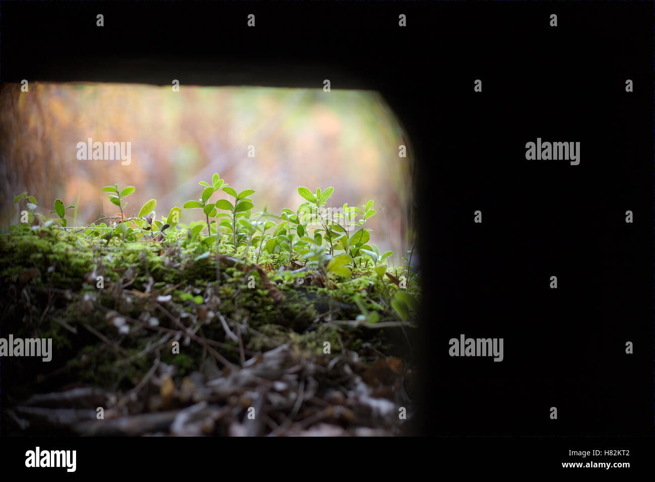 Loophole image hi-res stock photography and images - Alamy