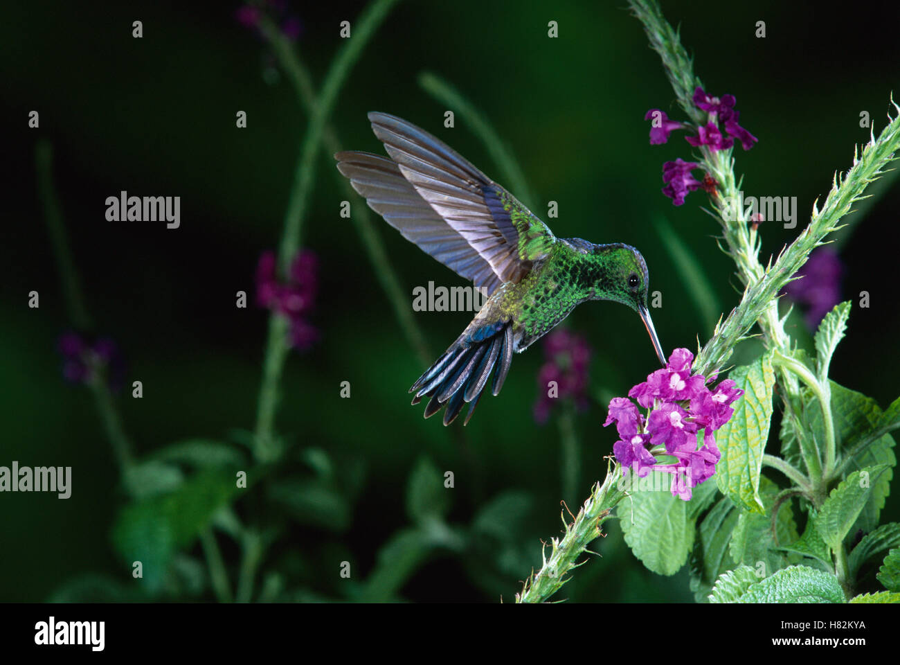 Steely-vented Hummingbird (Amazilia saucerrottei) feeding at and ...
