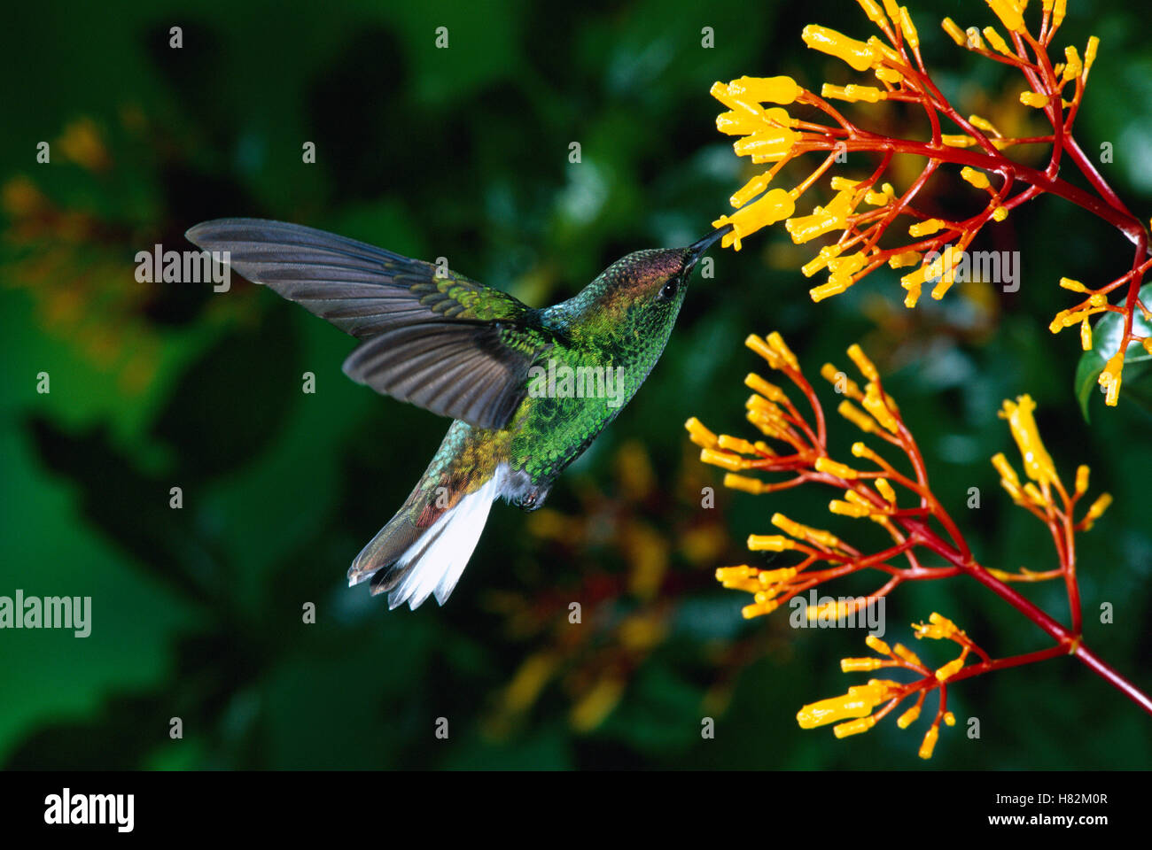 Coppery-headed Emerald (Elvira cupreiceps) hummingbird, male feeding at ...
