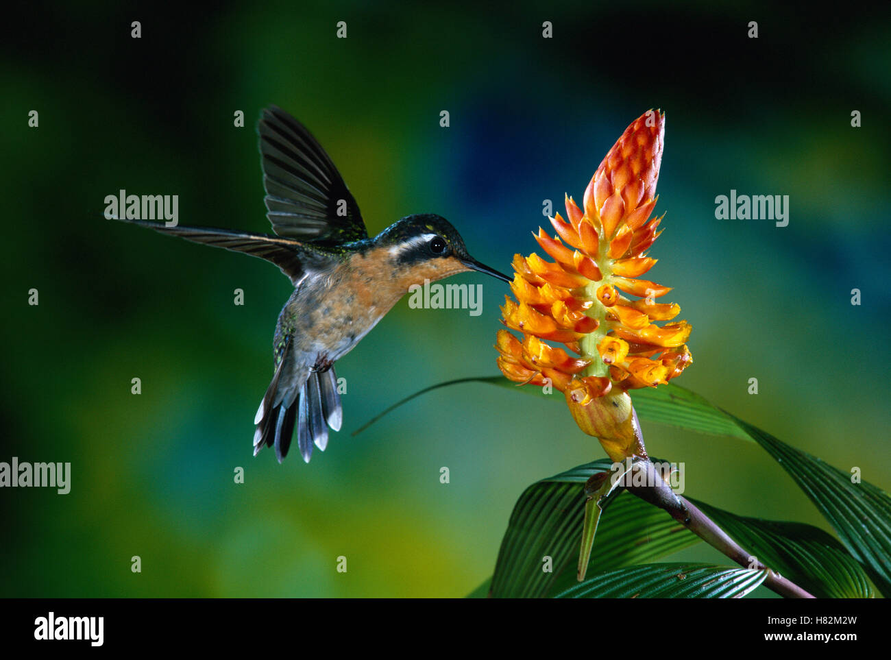 Purple-throated Mountain-gem (Lampornis calolaemus) hummingbird female ...