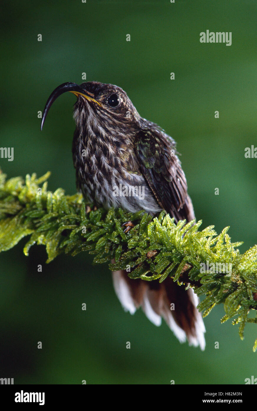 White-tipped Sicklebill (Eutoxeres aquila) perching in rainforest ...