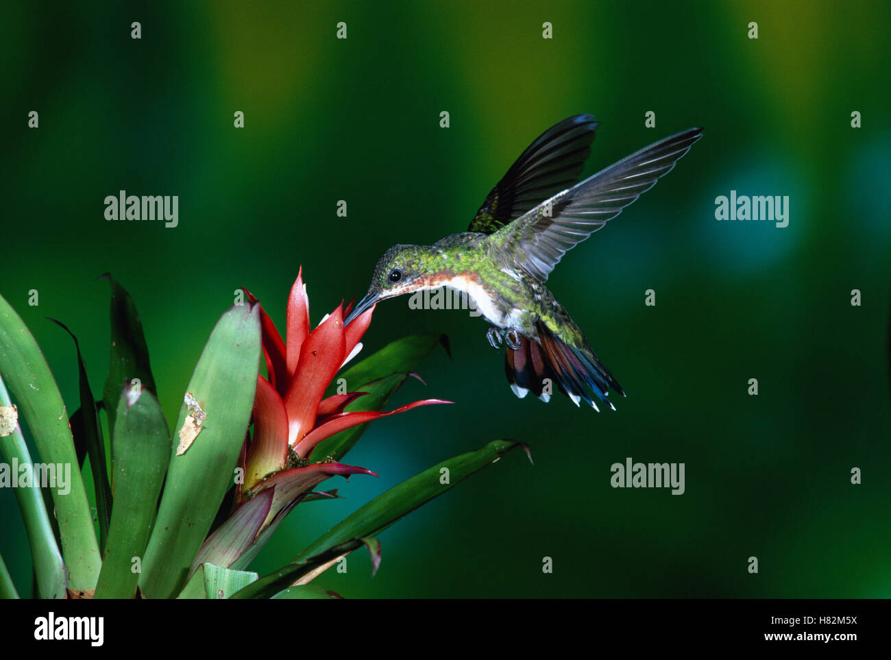 Green-breasted Mango (Anthracothorax prevostii) juvenile feeding at ...