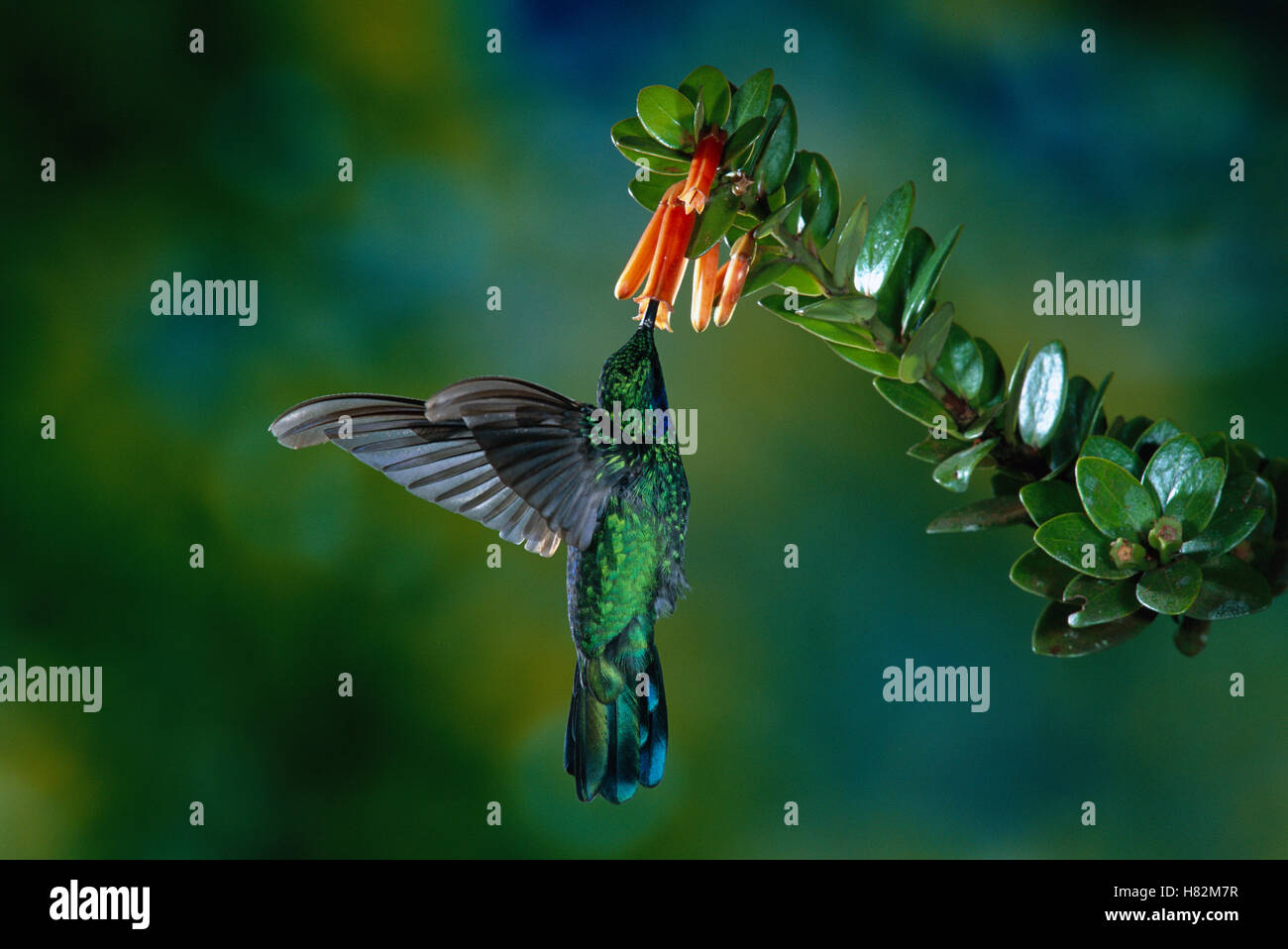 Green Violet-ear (Colibri thalassinus) hummingbird feeding at and ...