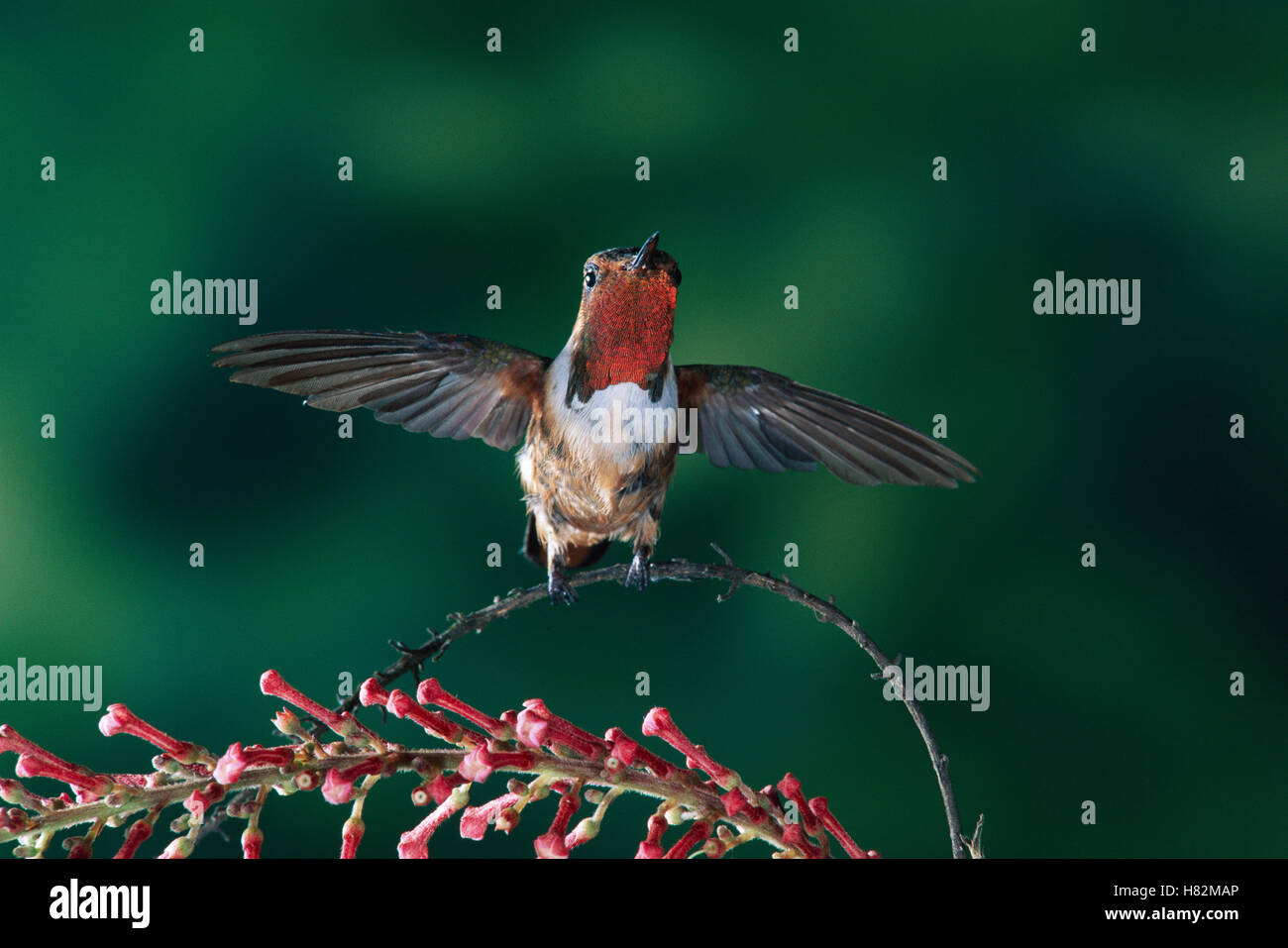 Scintillant Hummingbird (Selasphorus scintilla) male perched in ...