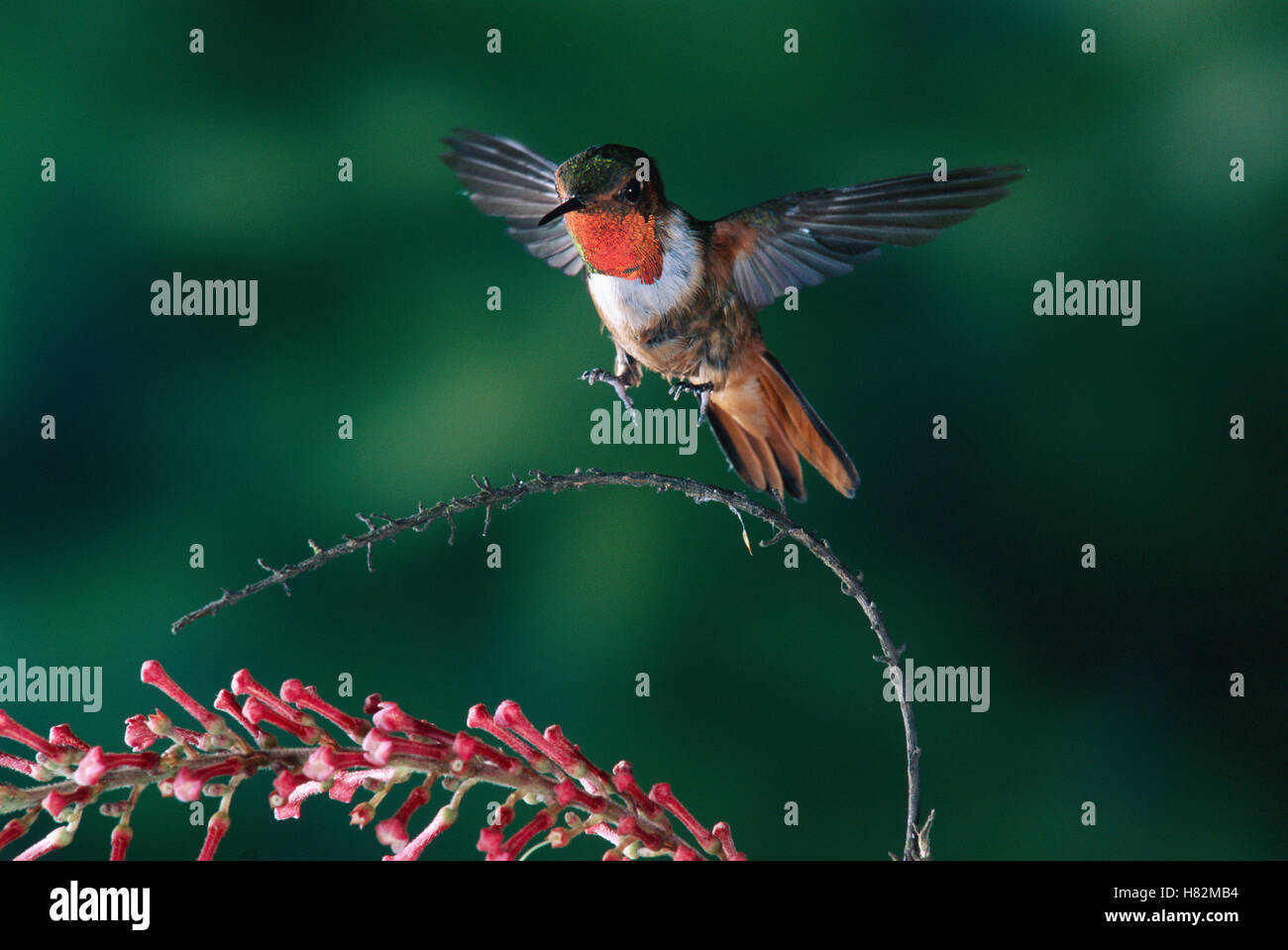 Scintillant Hummingbird (Selasphorus scintilla) male landing on perch ...
