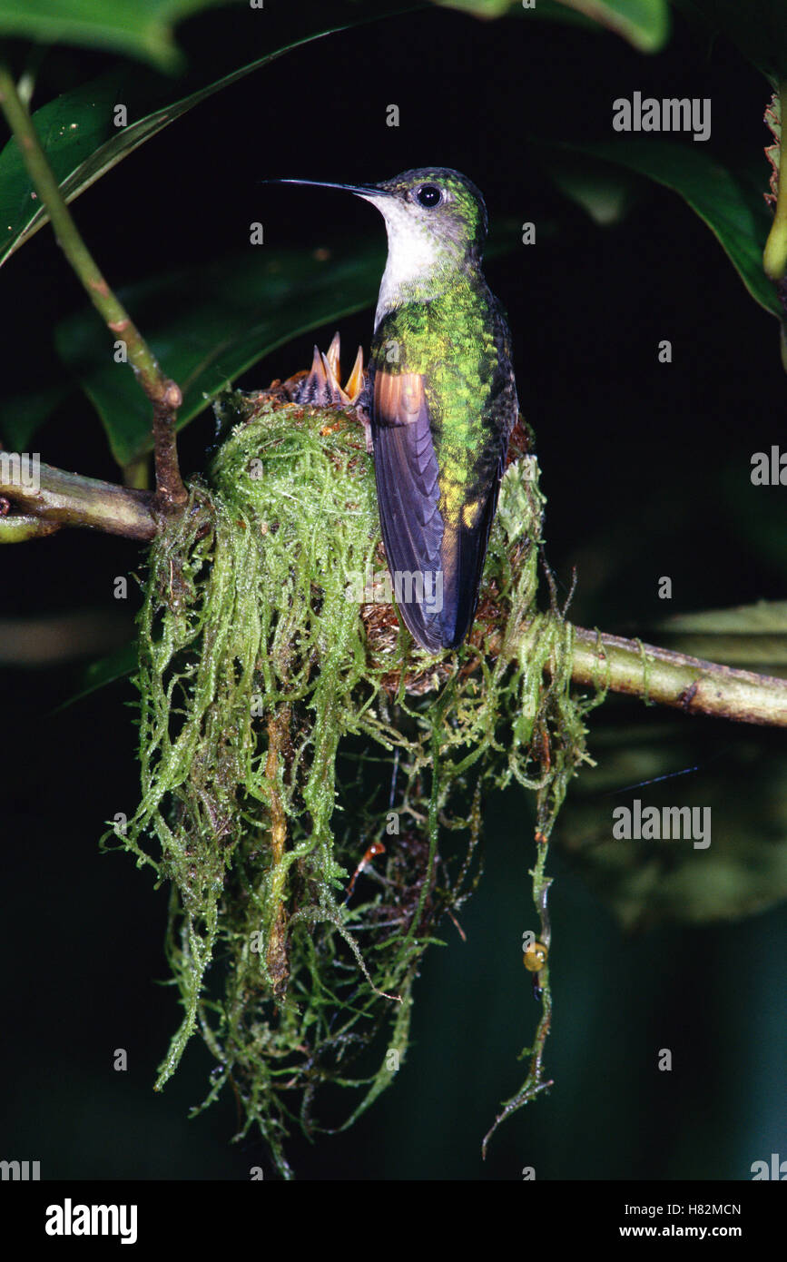 Stripe-tailed Hummingbird (Eupherusa eximia) female at nest with her ...