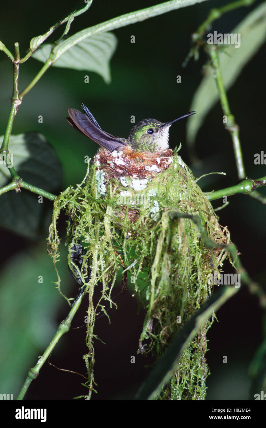 Stripe-tailed Hummingbird (Eupherusa eximia) female at nest incubating ...