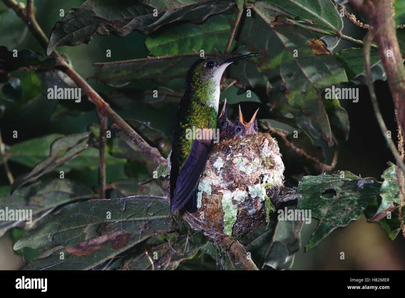 Stripe-tailed Hummingbird (Eupherusa eximia) female at nest with two ...