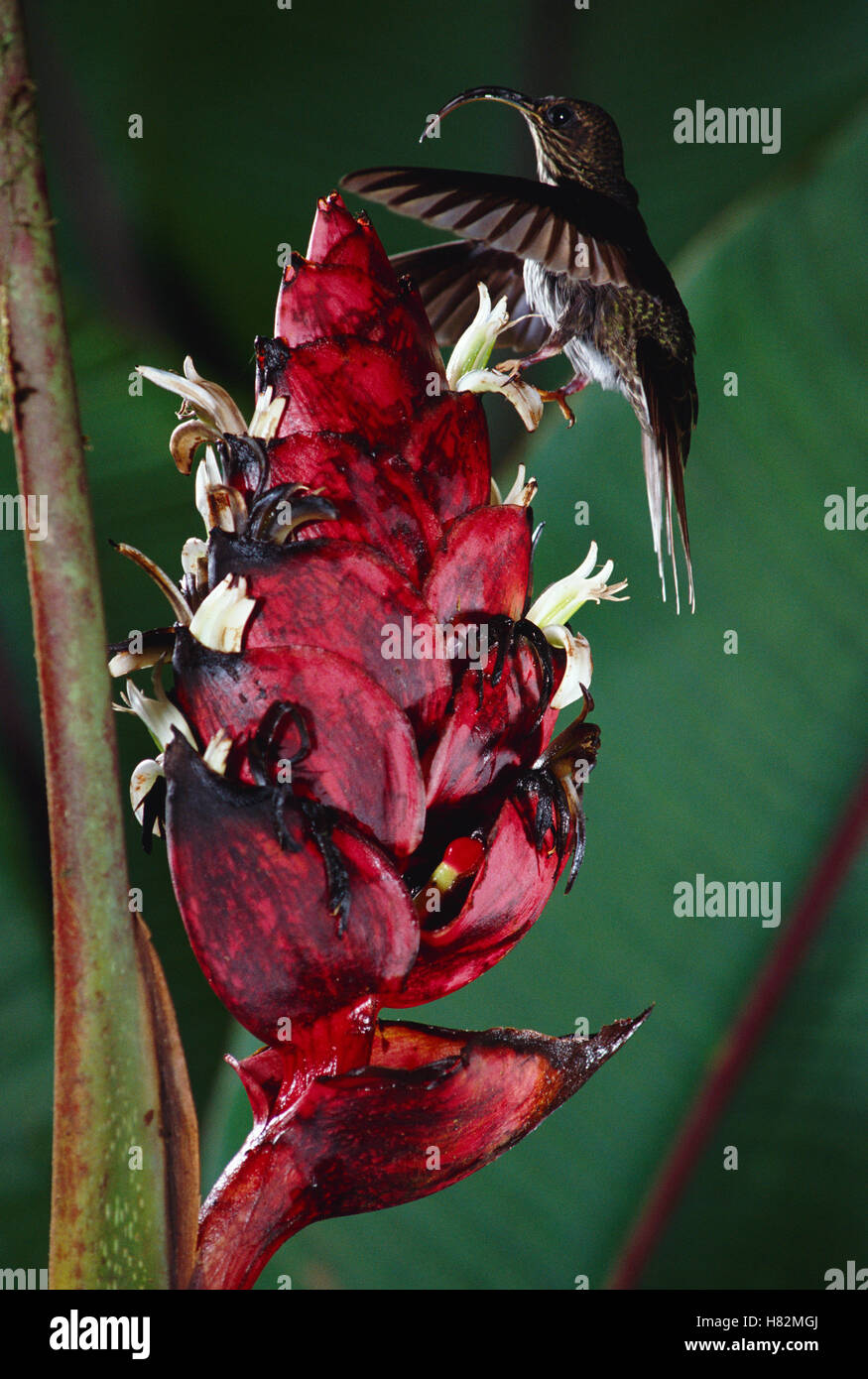 White-tipped Sicklebill (Eutoxeres aquila) hummingbird visiting a ...