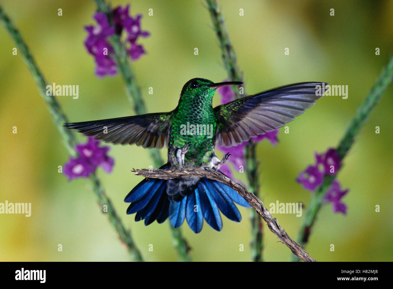 Steely-vented Hummingbird (Amazilia saucerrottei) male perching in ...