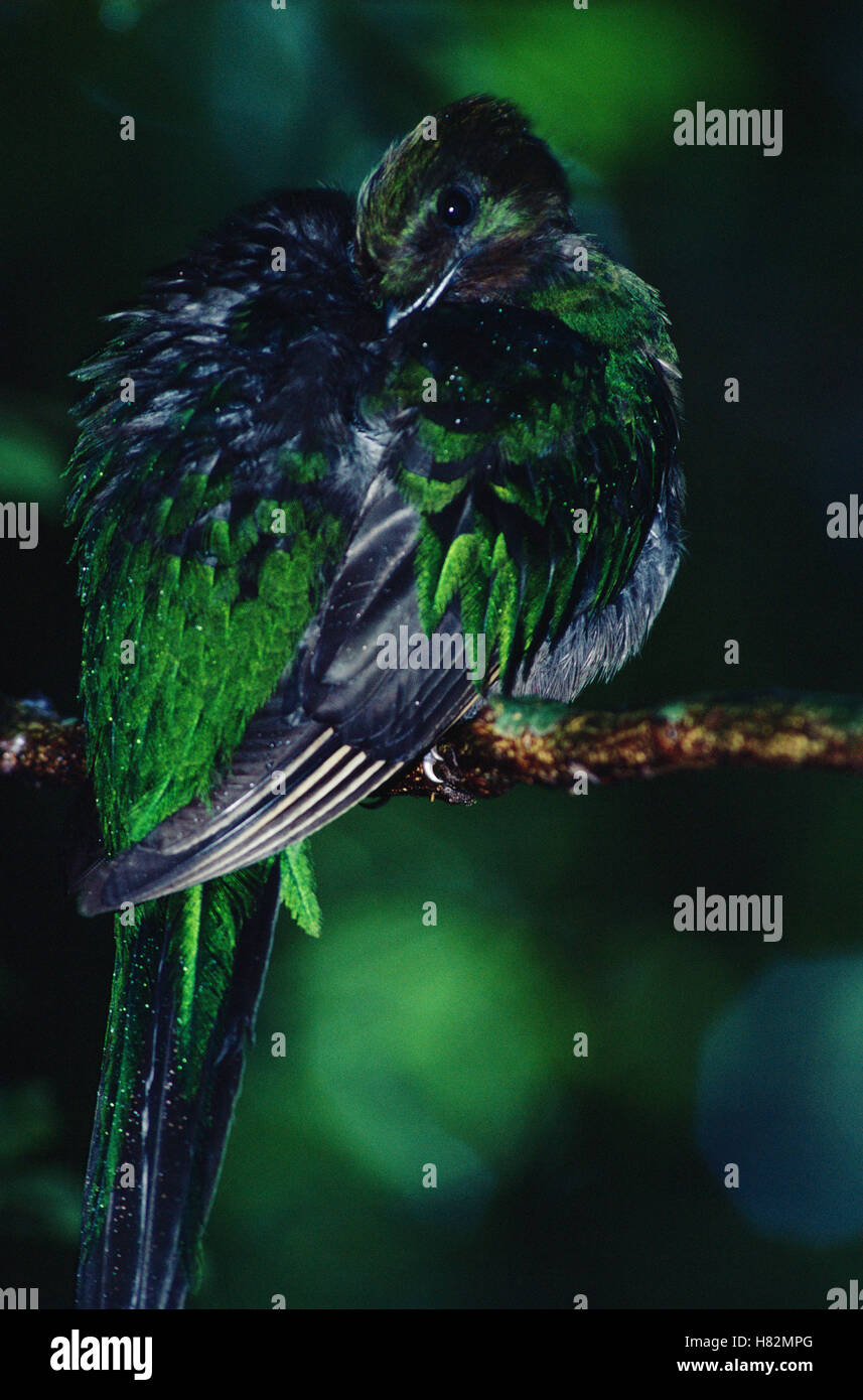 Resplendent Quetzal (Pharomachrus mocinno) female preening, cloud ...
