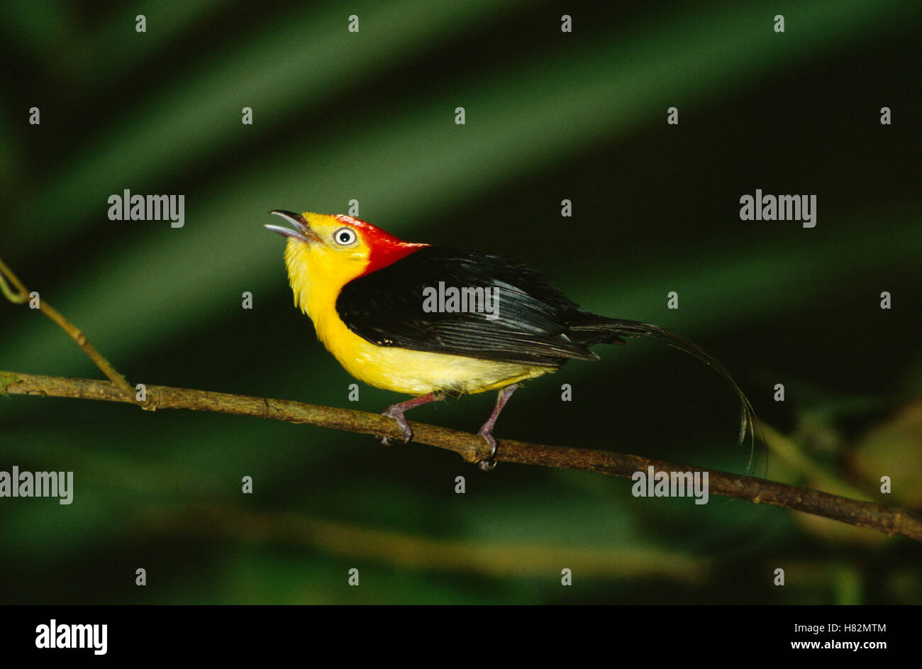 Wire-tailed Manakin (Pipra filicauda) male displaying from perch in ...