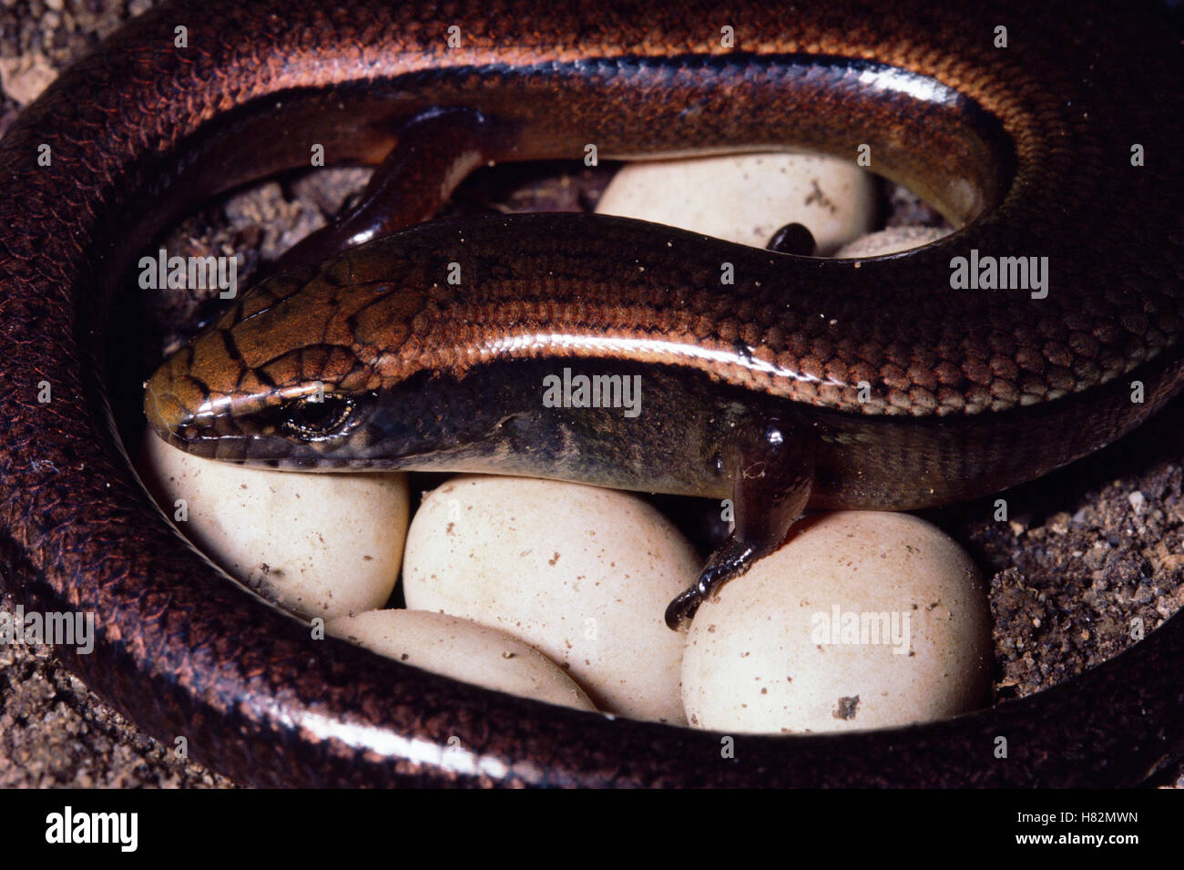 Clutch of eggs with one egg hi-res stock photography and images - Alamy