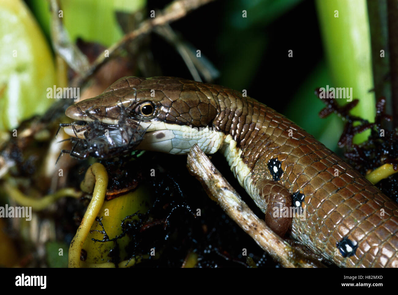 Ocellated Anadia (Anadia ocellata) eating a Woodlouse, cloud forest ...