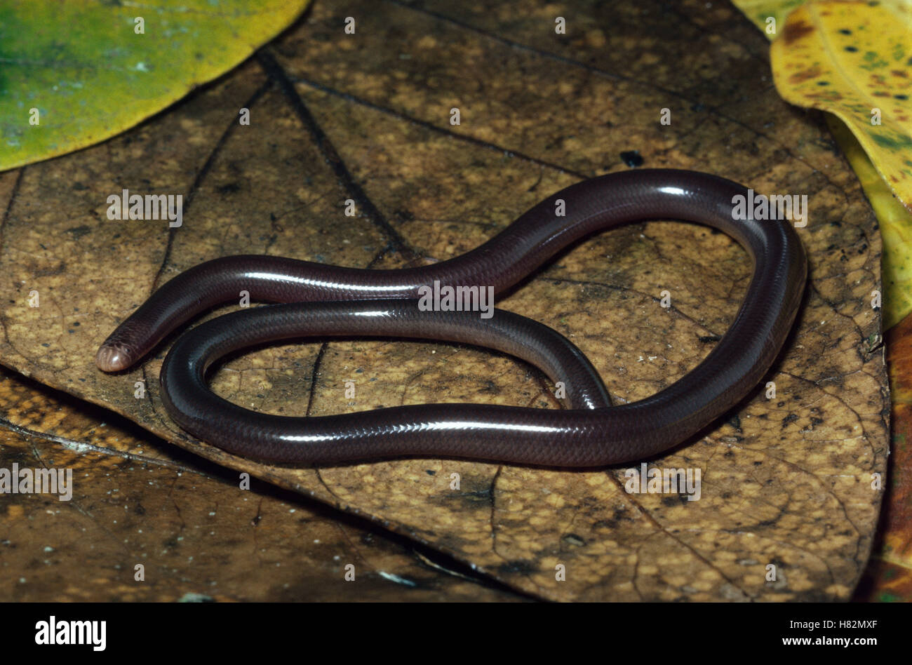 Costa Rican Blind Snake (Typhlops costaricensis), Monteverde Cloud ...