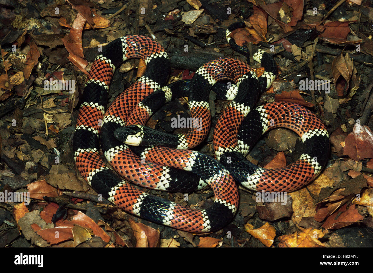 Allen's Coral Snake (Micrurus alleni) venomous snake with warning ...