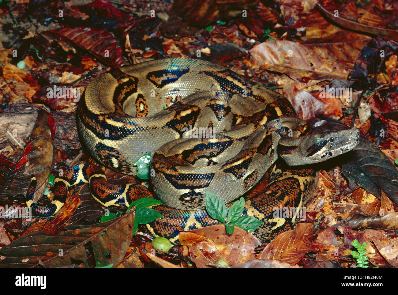 Boa Constrictor (Boa constrictor) on rainforest floor, Costa Rica Stock ...