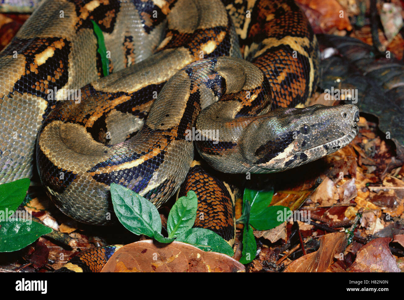 Boa Constrictor (Boa constrictor) portrait in the rainforest, Costa ...